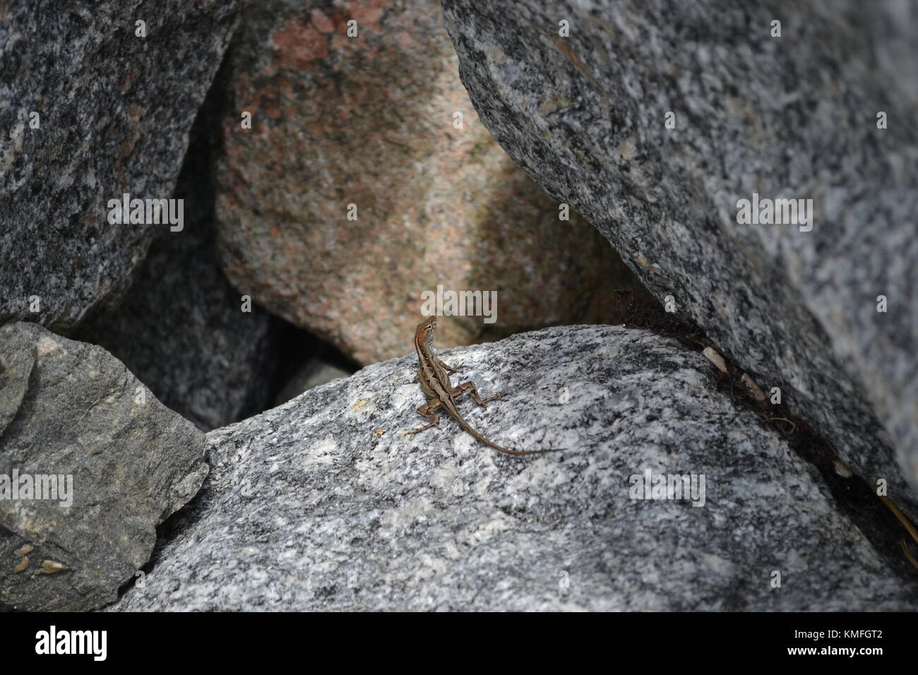 Lizard resting on rocks Stock Photo - Alamy