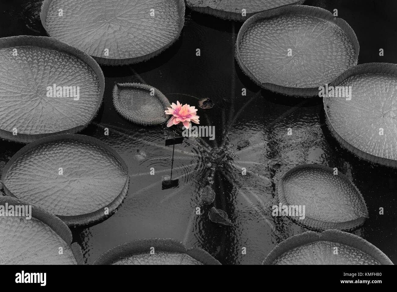 orto botanico padova padua flower Stock Photo - Alamy