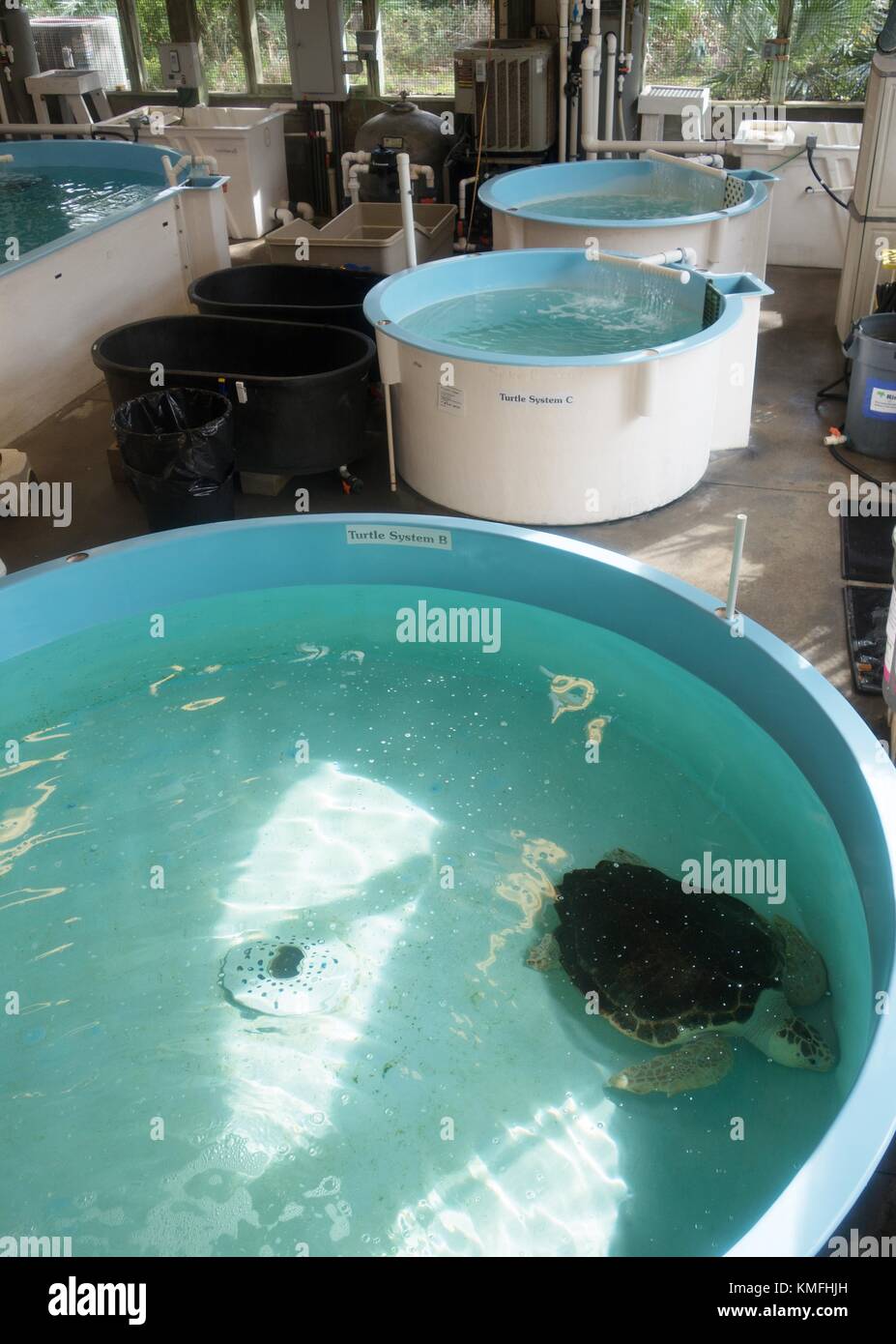 Sea turtles in tanks at the Marine Science Center sea turtle ...