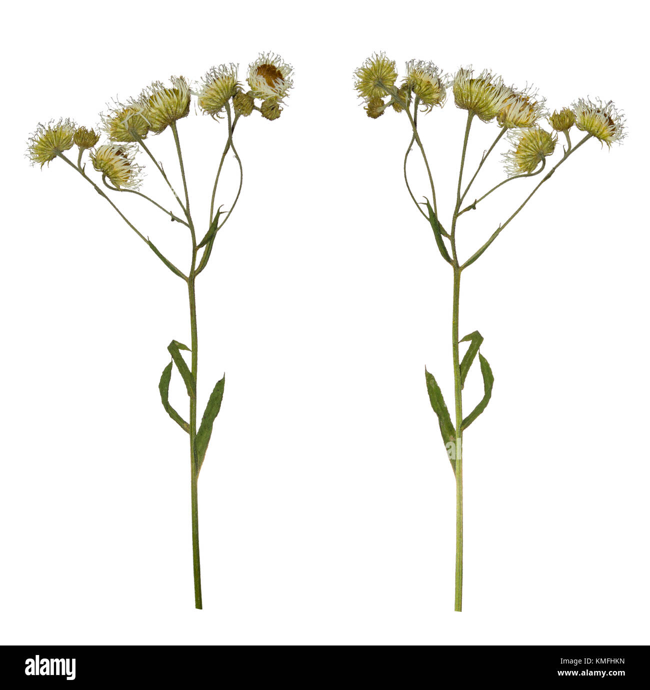 Pressed Dried branch of chamomile drug isolated. Herbarium of wild ...