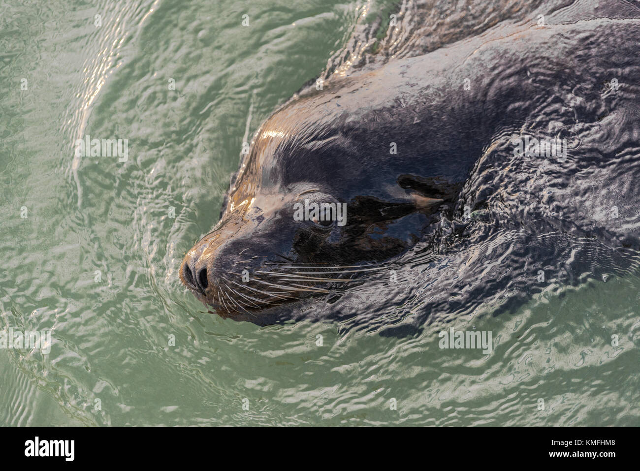 California sea lion head hi-res stock photography and images - Alamy
