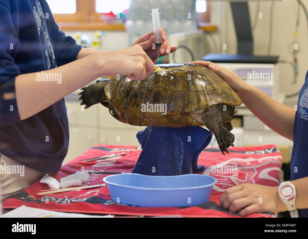 Staff at the Marine Science Center in Ponce Inlet, Florida, USA, care ...