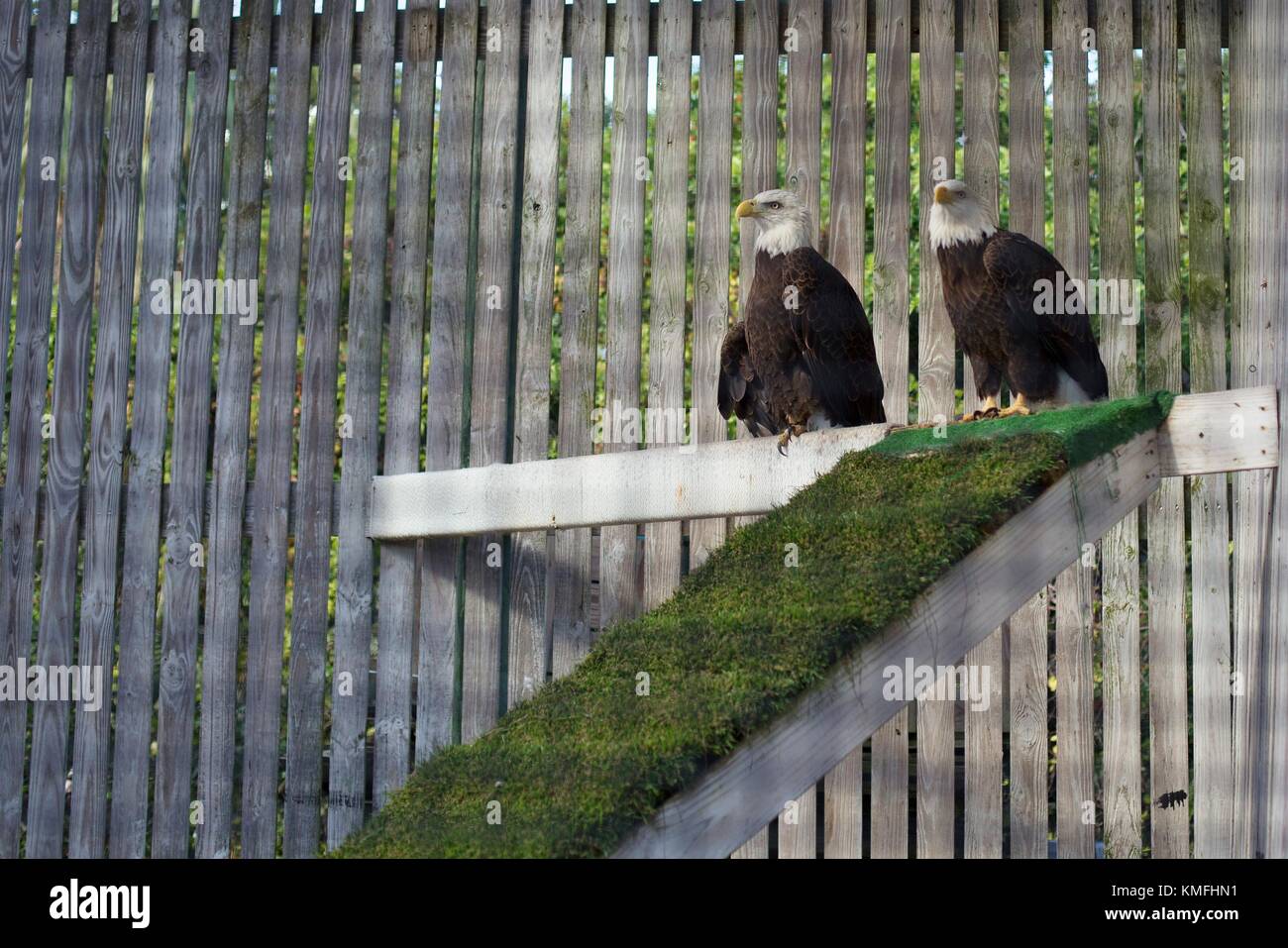 Tiara Thomas American Eagle