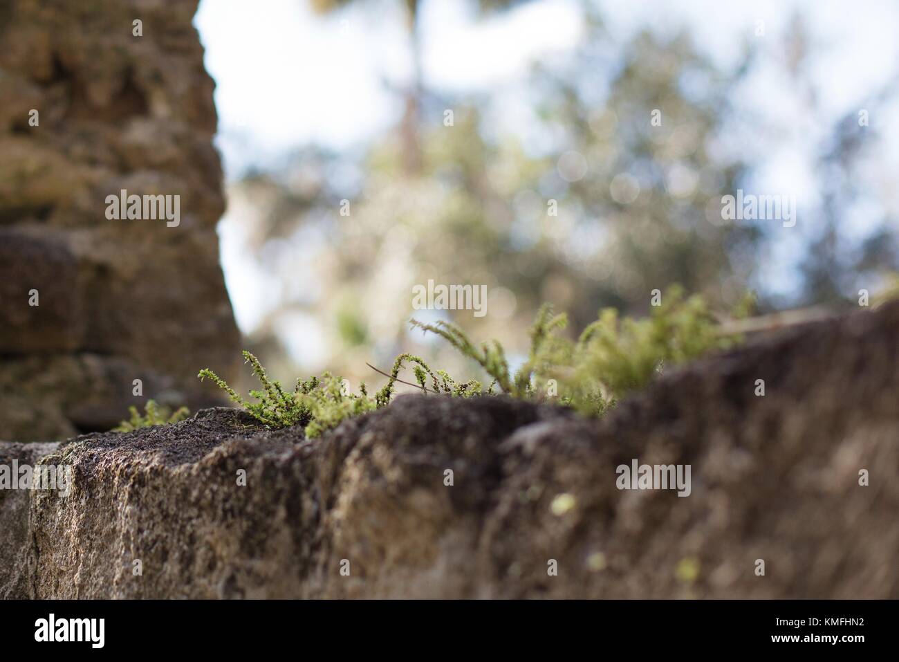 Mossy growth on rock at the New Smyrna Sugar Mill ruins in New Smyrna ...