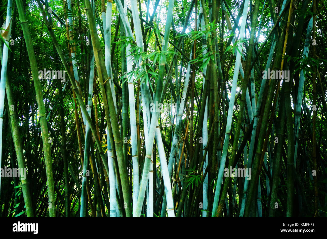 Beautiful bamboo forest landscape Stock Photo - Alamy