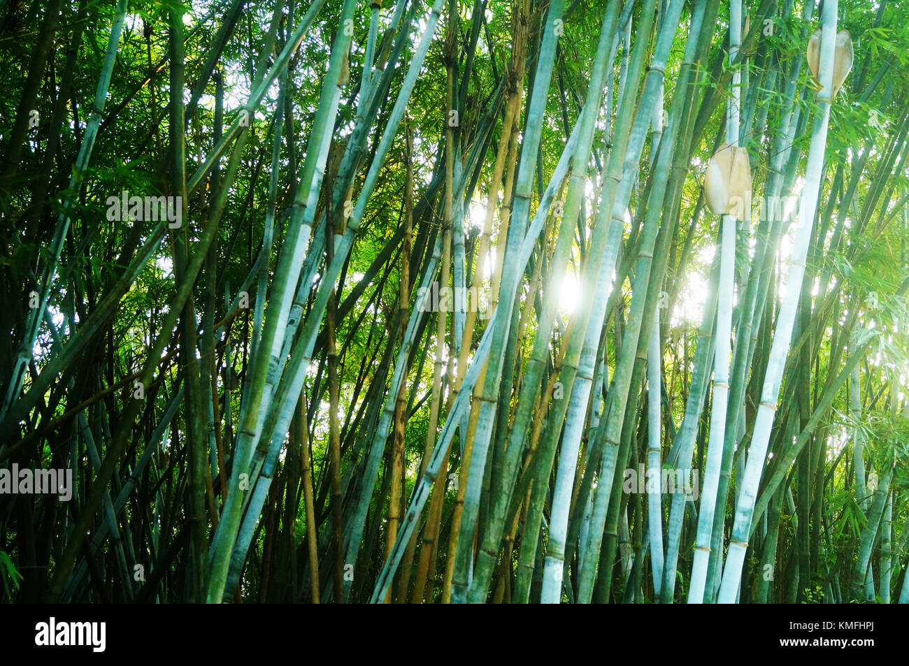 Beautiful bamboo forest landscape Stock Photo - Alamy