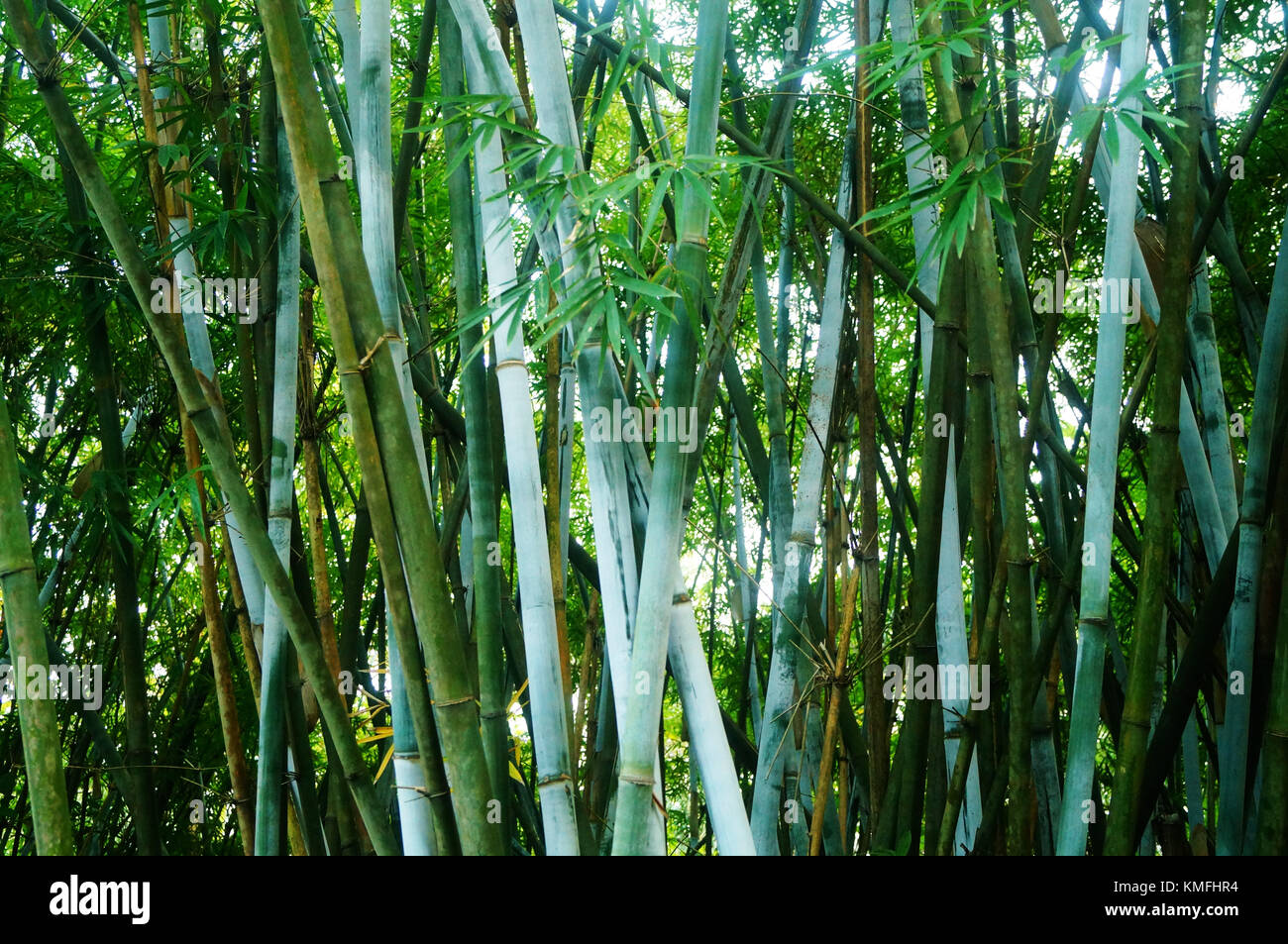 Beautiful bamboo forest landscape Stock Photo - Alamy