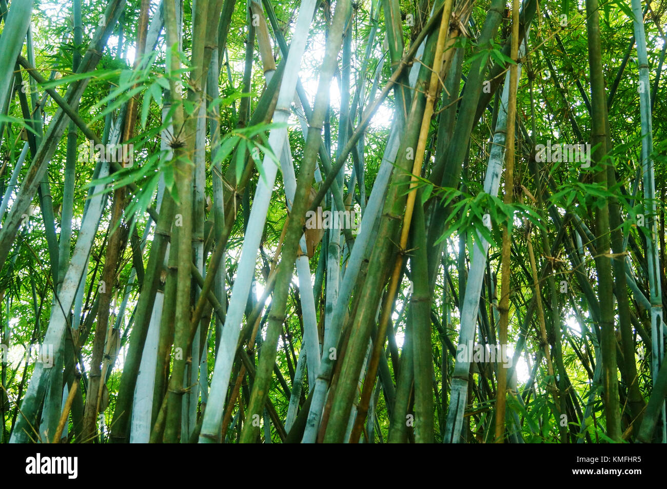 Beautiful bamboo forest landscape Stock Photo - Alamy