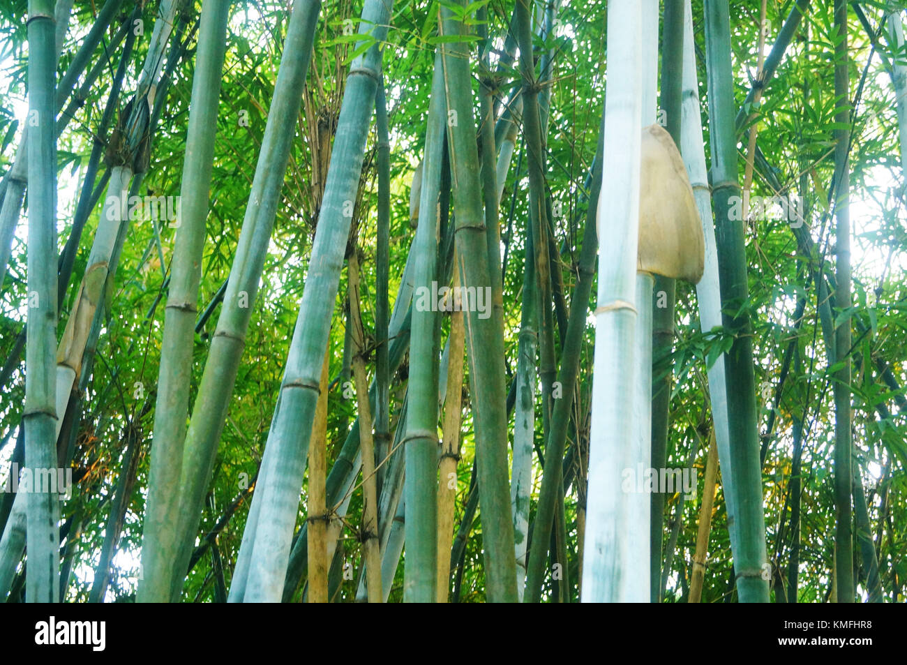 Beautiful bamboo forest landscape Stock Photo - Alamy