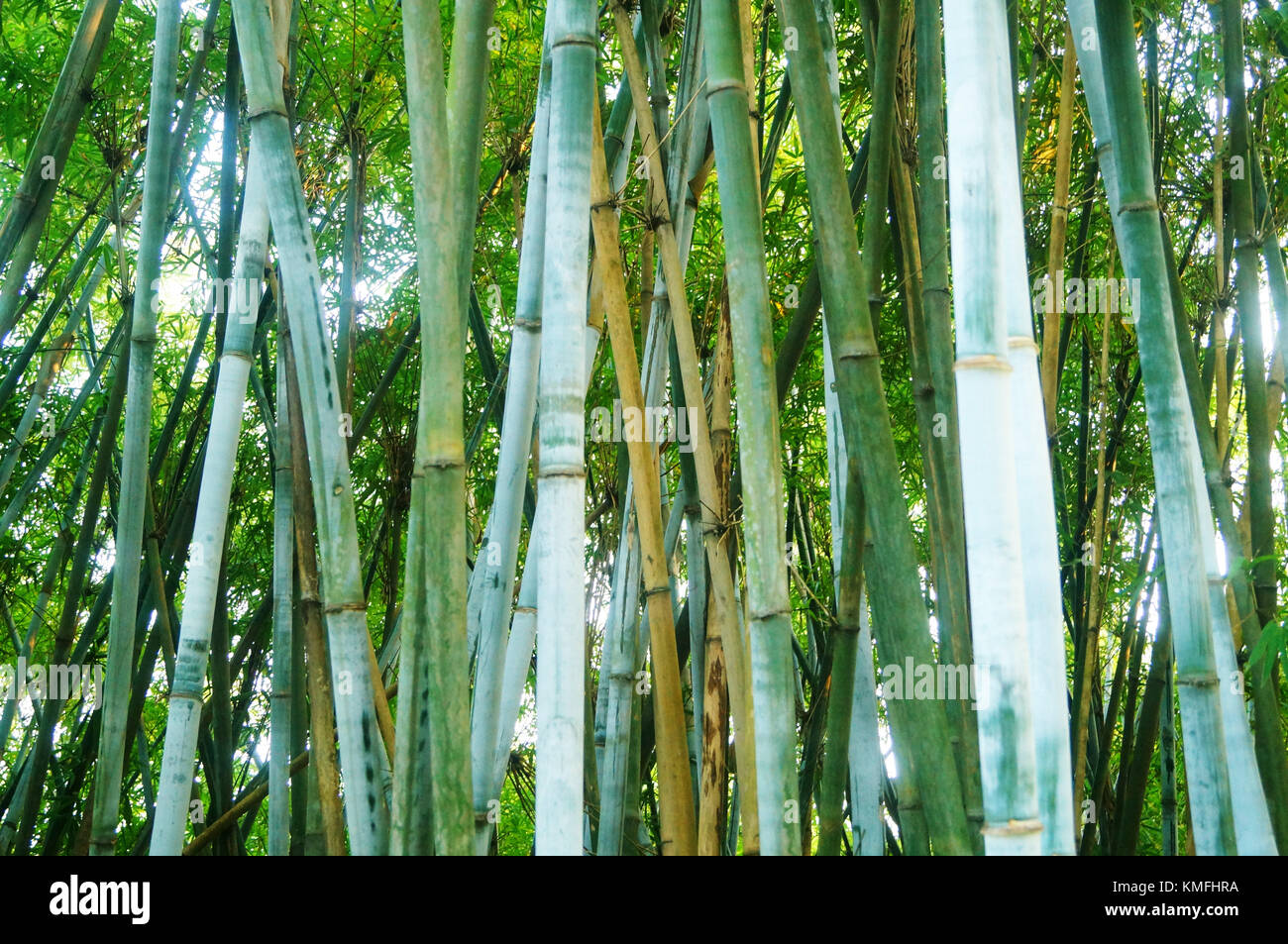 Beautiful bamboo forest landscape Stock Photo - Alamy