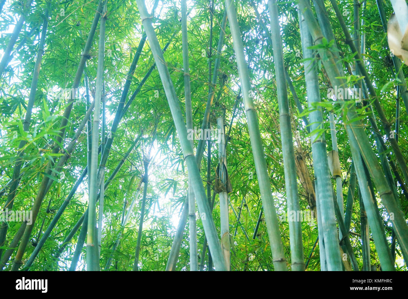 Beautiful bamboo forest landscape Stock Photo - Alamy