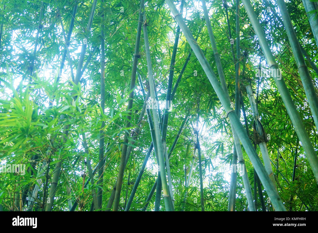 Beautiful bamboo forest landscape Stock Photo - Alamy