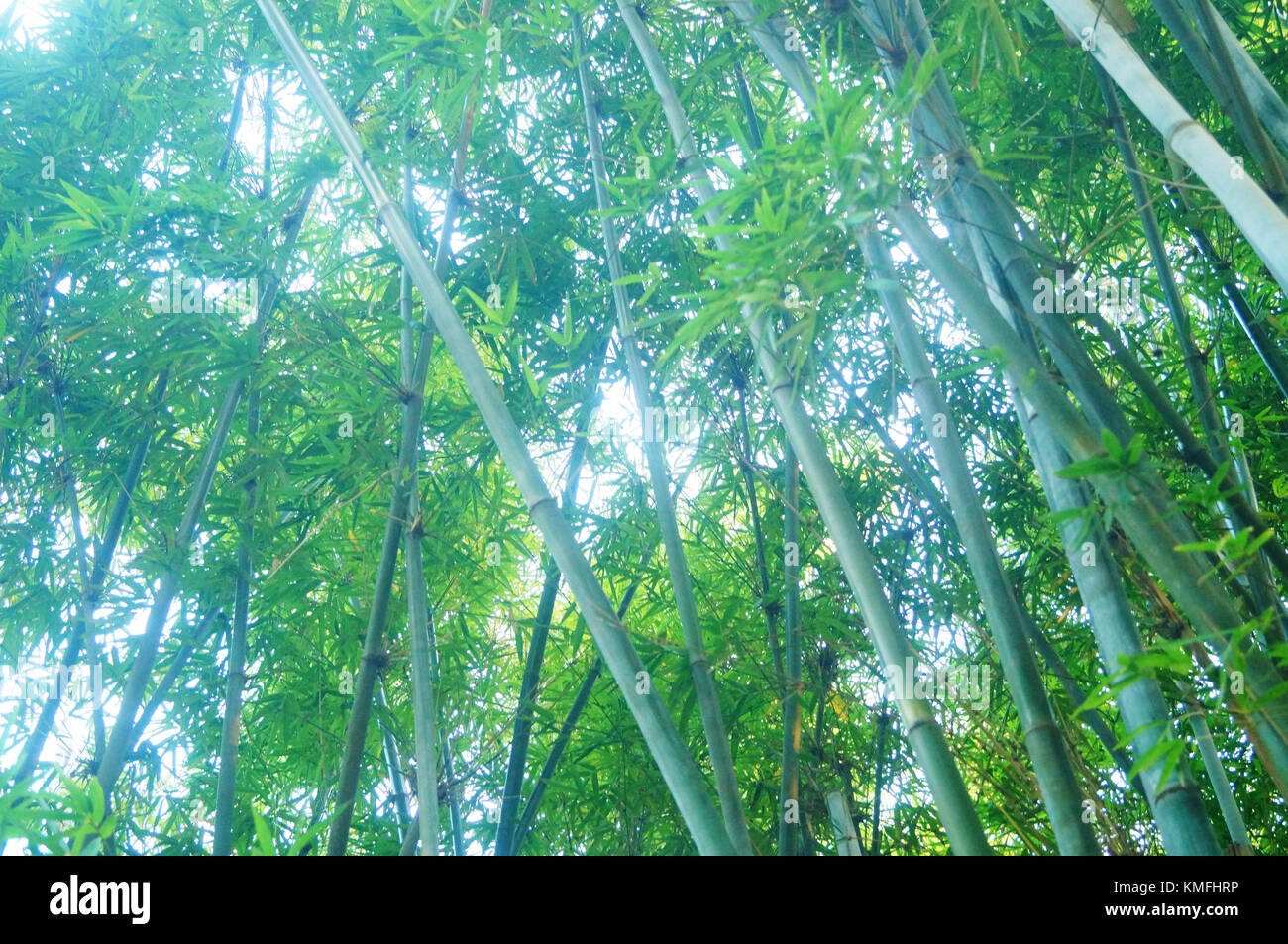 Beautiful bamboo forest landscape Stock Photo - Alamy