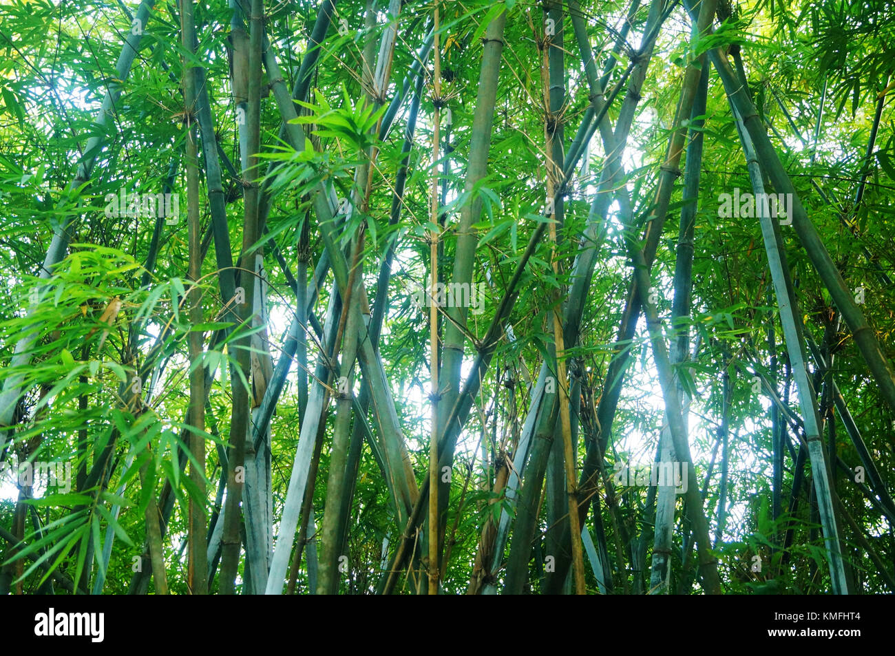 Beautiful bamboo forest landscape Stock Photo - Alamy
