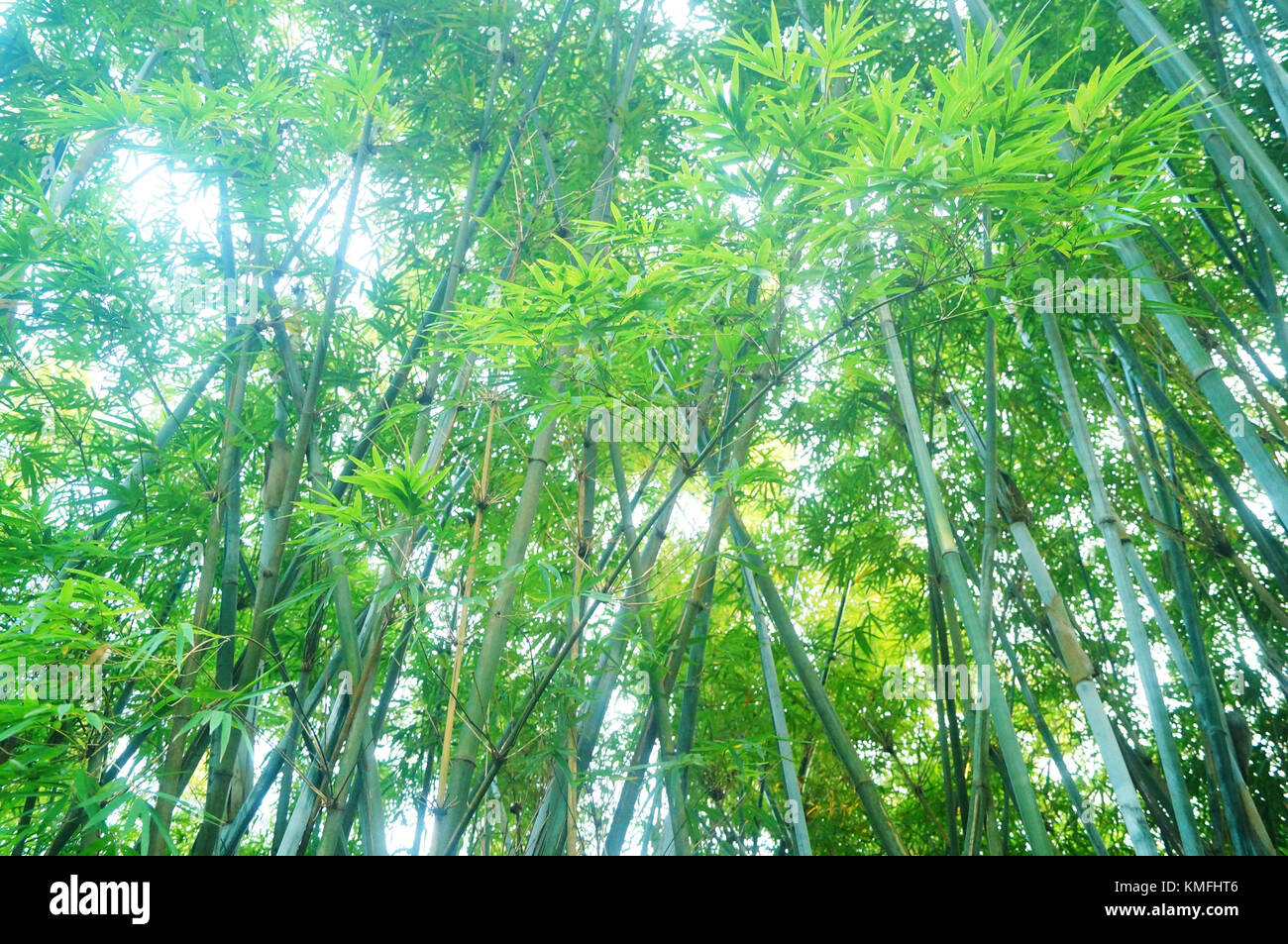 Beautiful bamboo forest landscape Stock Photo - Alamy