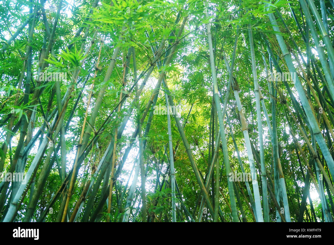 Beautiful bamboo forest landscape Stock Photo - Alamy