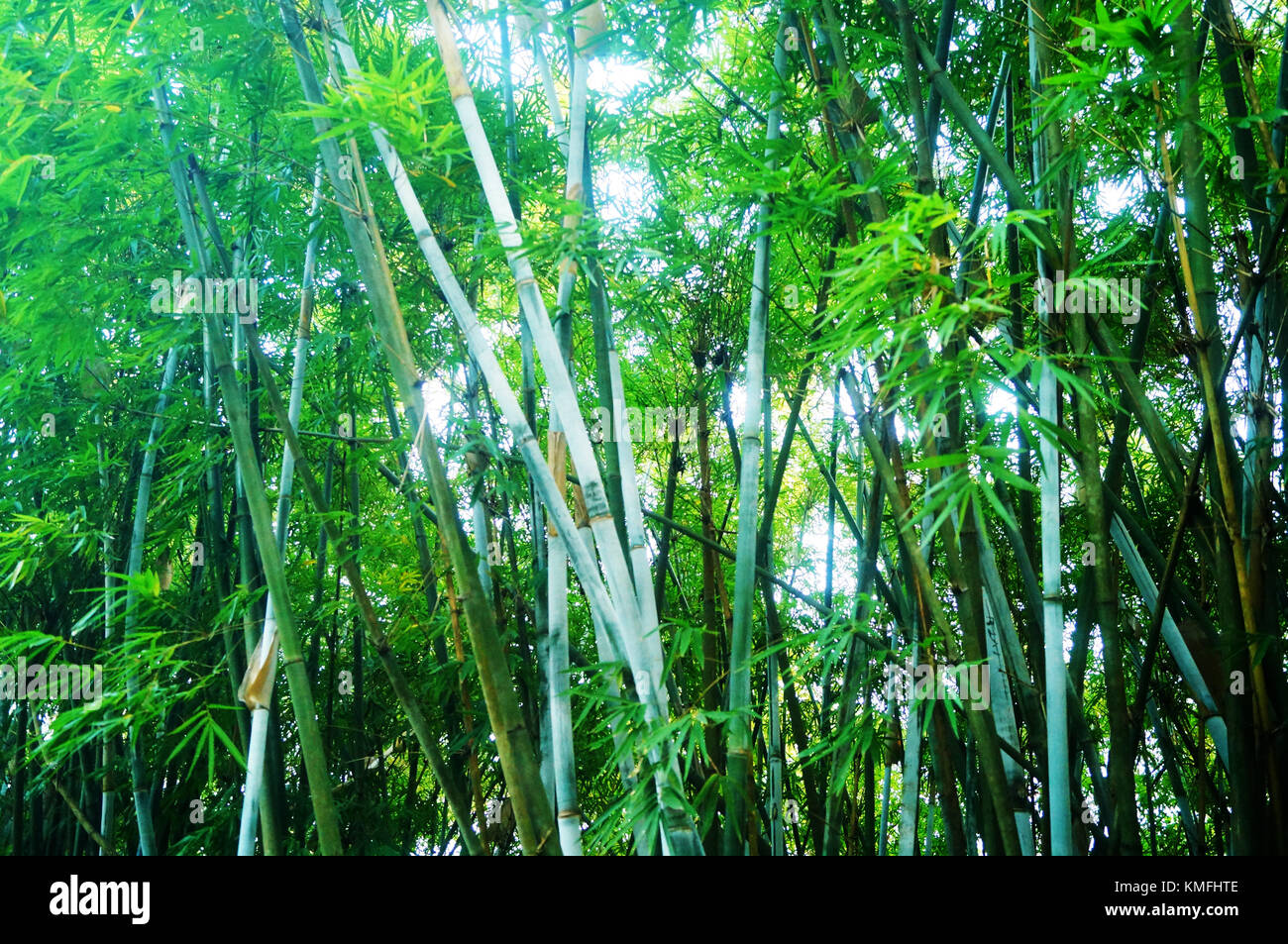 Beautiful bamboo forest landscape Stock Photo - Alamy