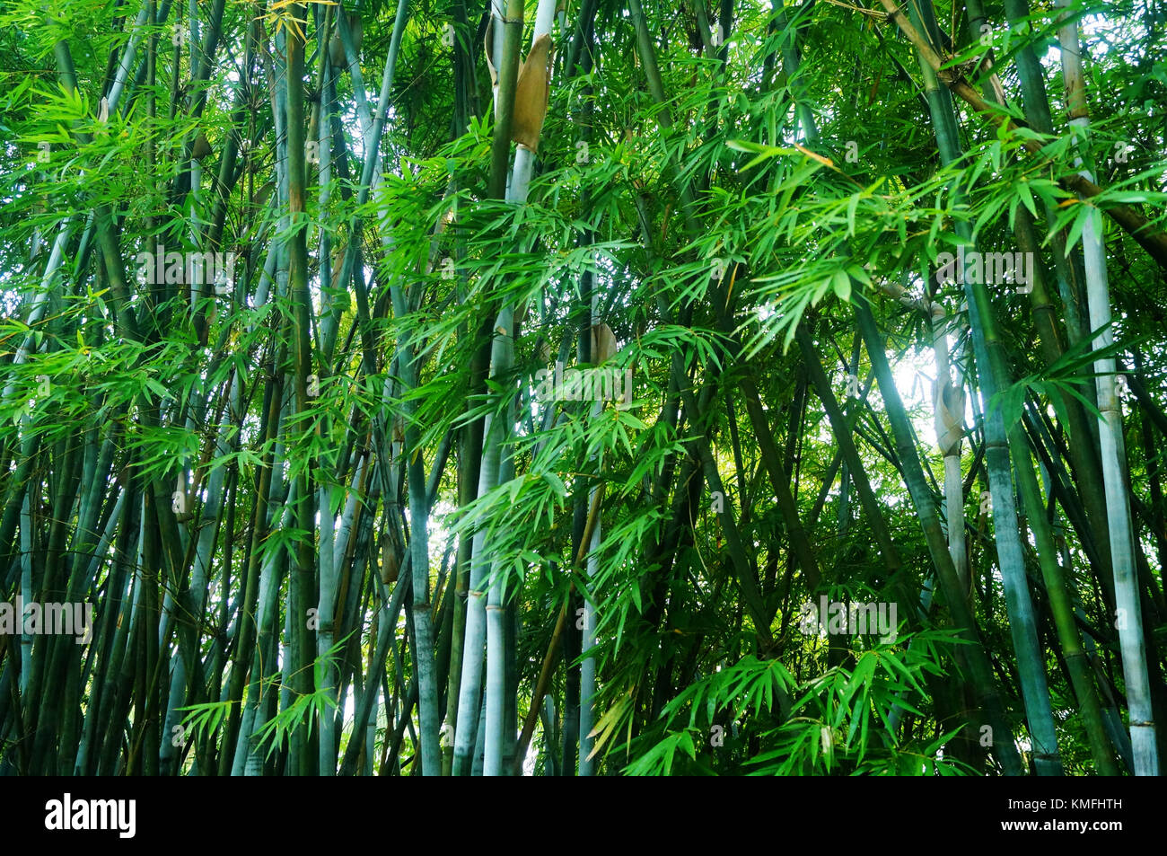 Beautiful bamboo forest landscape Stock Photo - Alamy