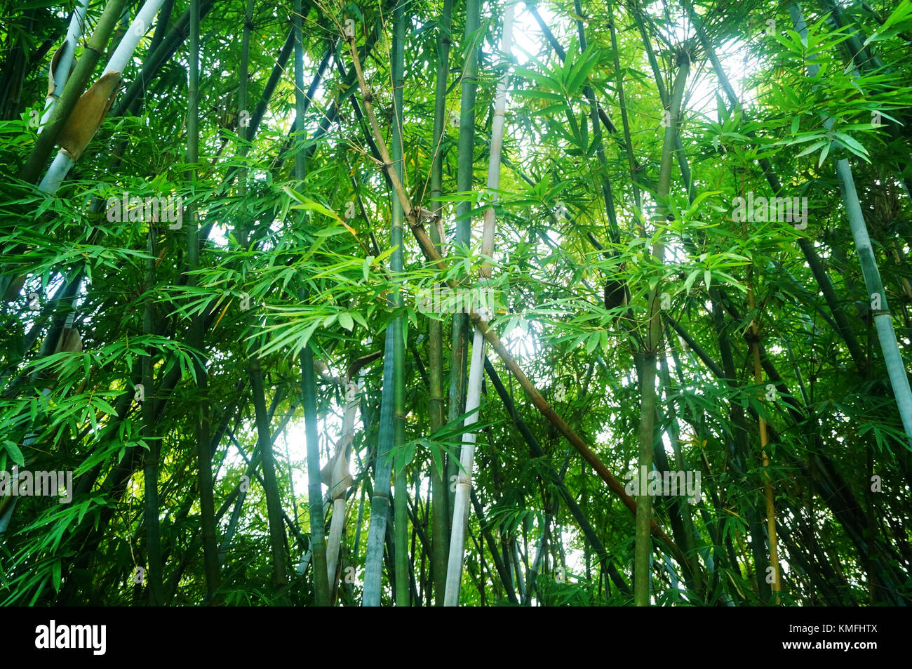 Beautiful bamboo forest landscape Stock Photo - Alamy