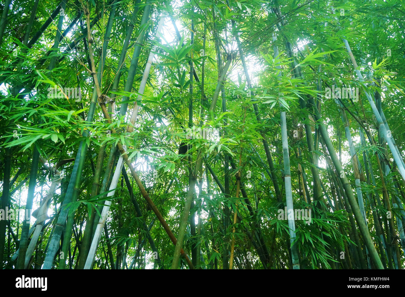 Beautiful bamboo forest landscape Stock Photo - Alamy