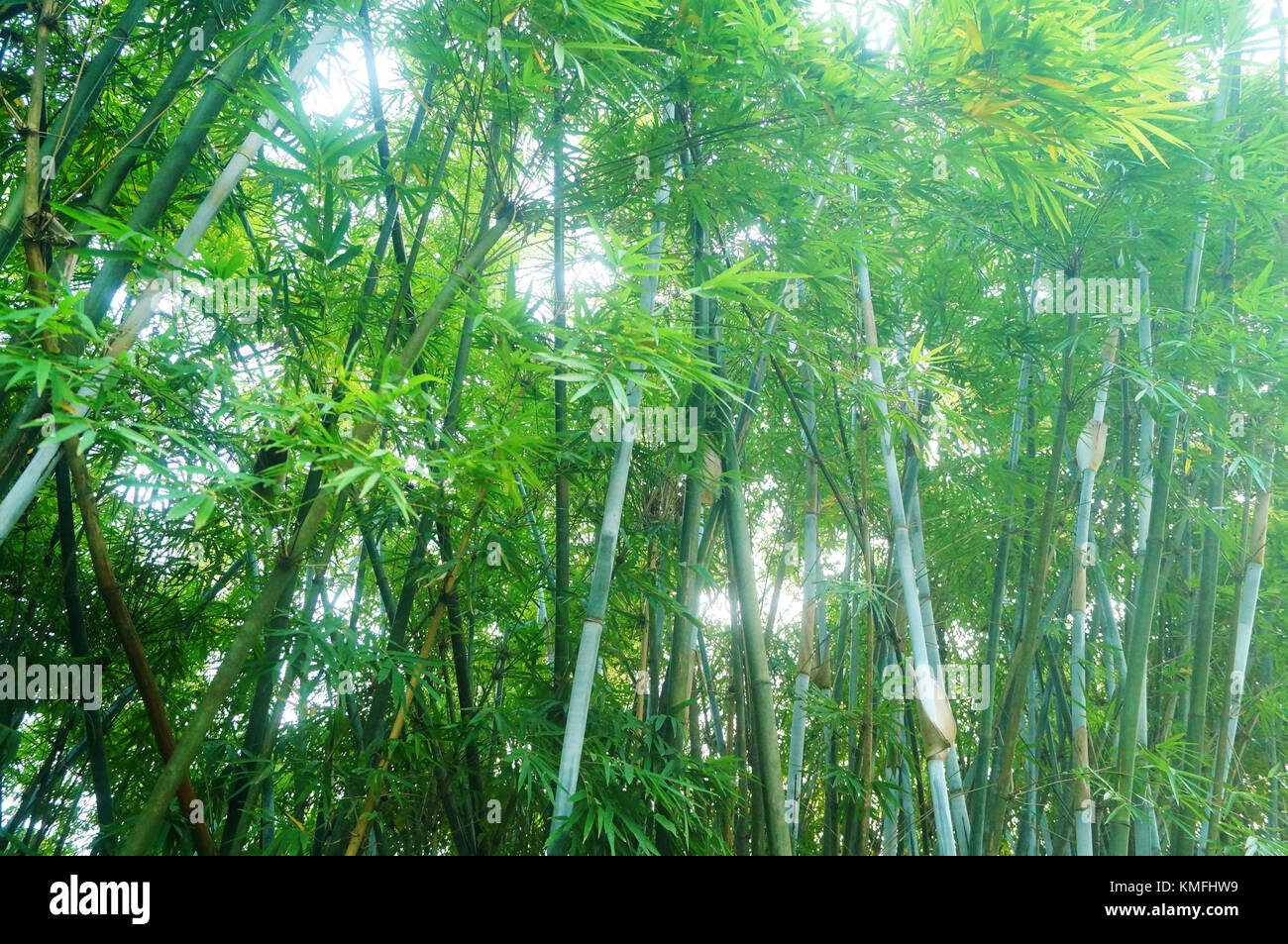 Beautiful bamboo forest landscape Stock Photo - Alamy