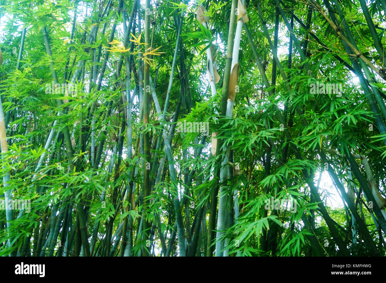 Beautiful bamboo forest landscape Stock Photo - Alamy