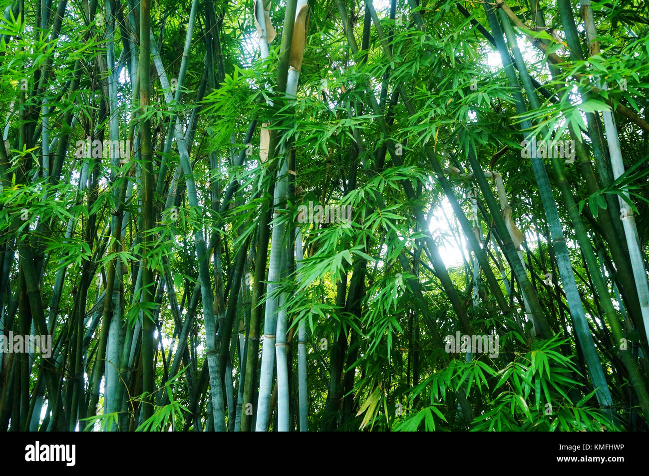Beautiful bamboo forest landscape Stock Photo - Alamy