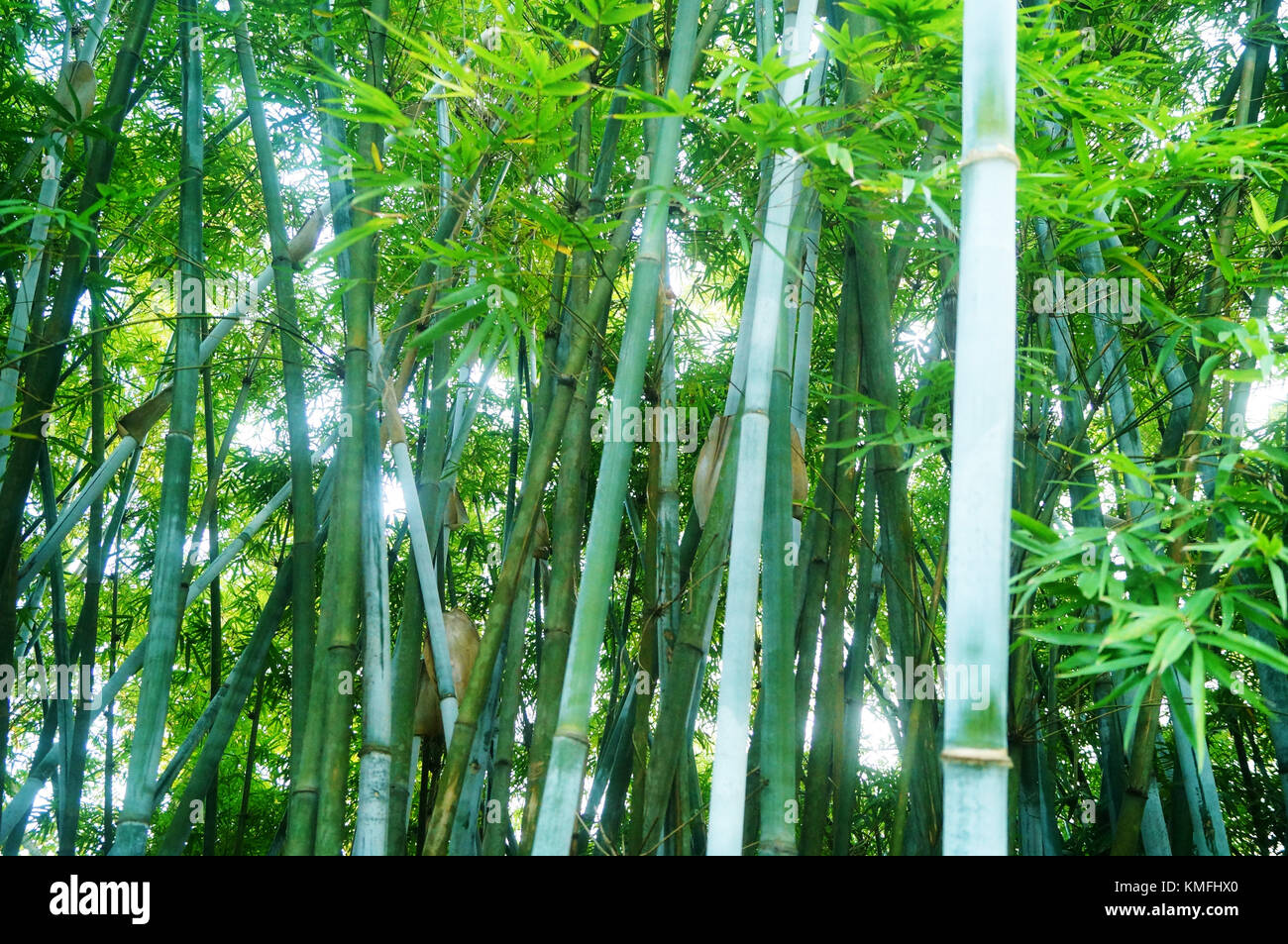 Beautiful bamboo forest landscape Stock Photo - Alamy