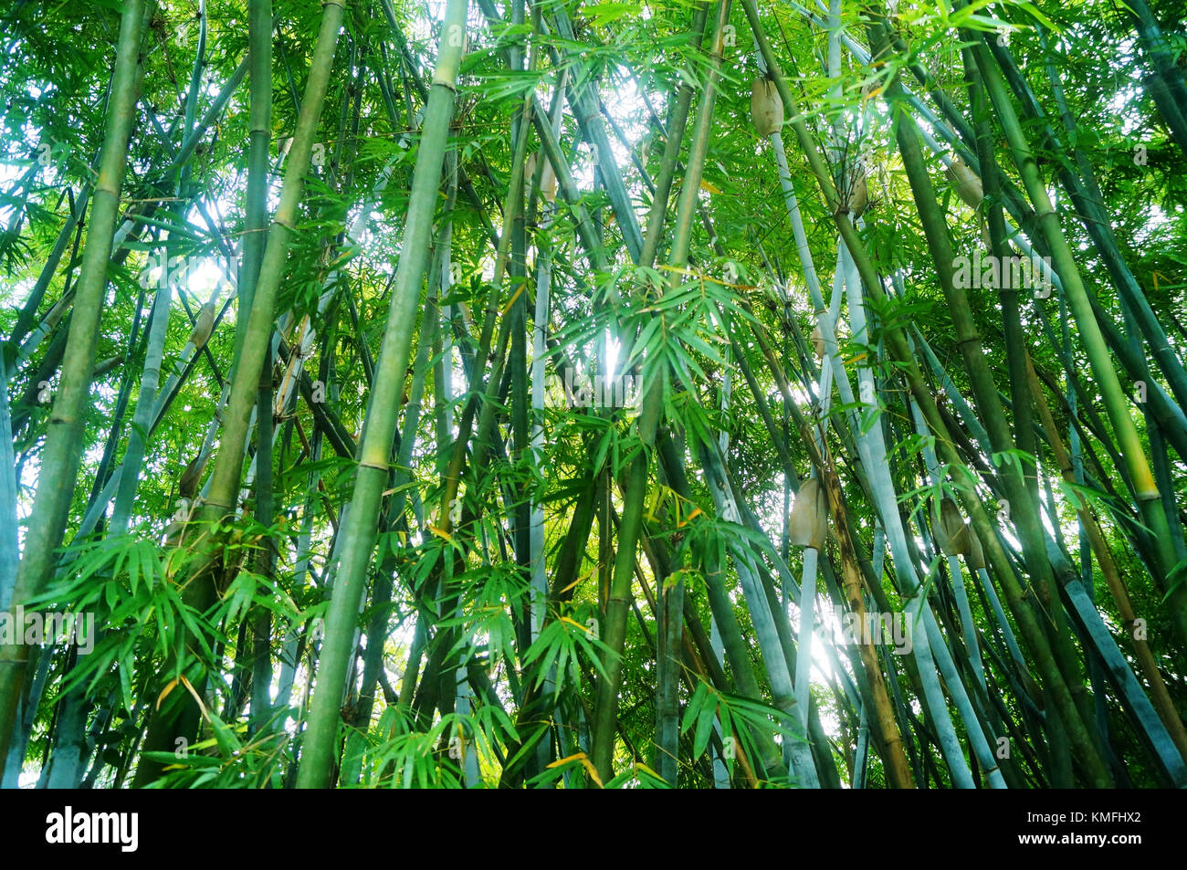 Beautiful bamboo forest landscape Stock Photo - Alamy
