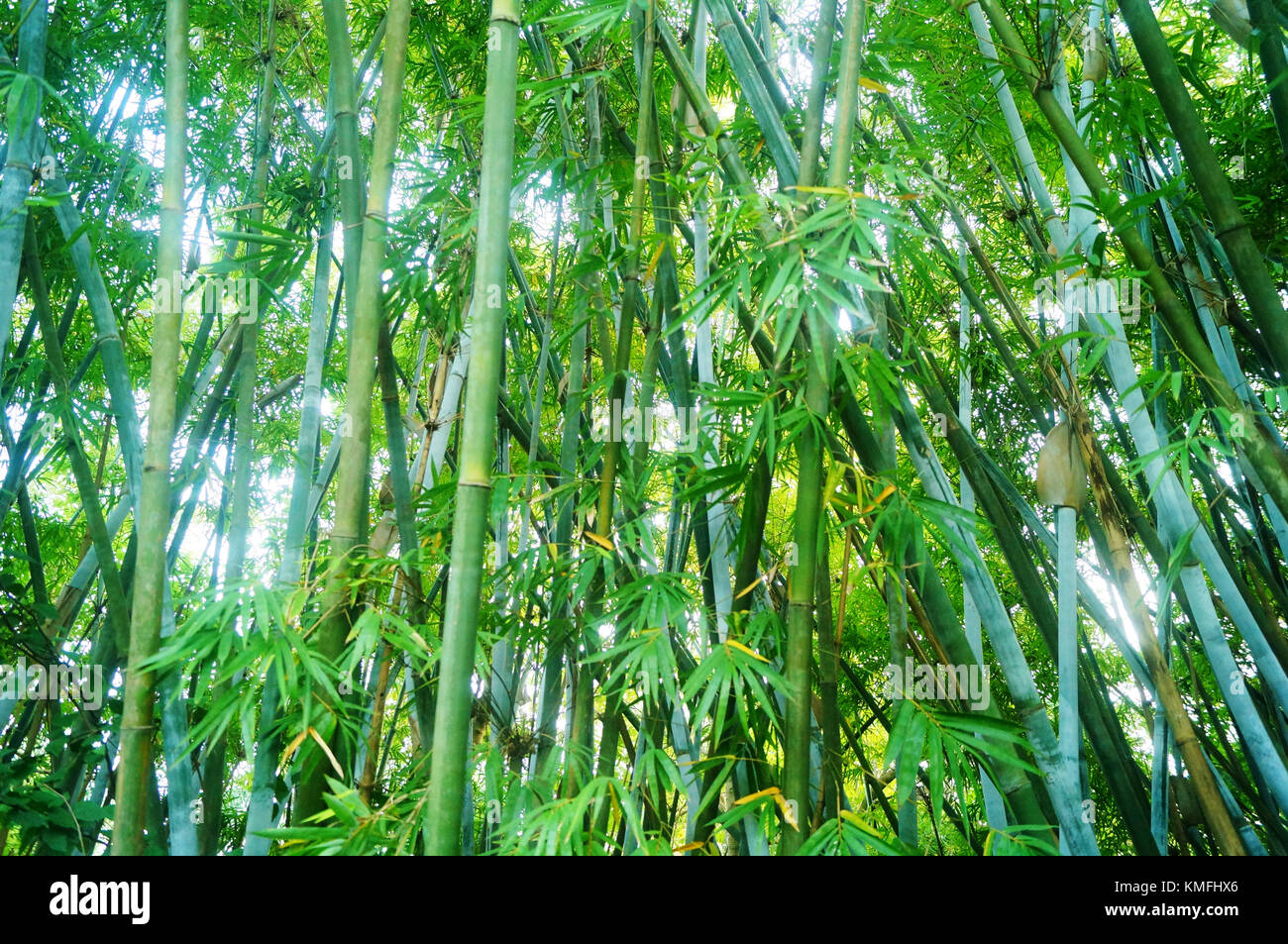 Beautiful bamboo forest landscape Stock Photo - Alamy