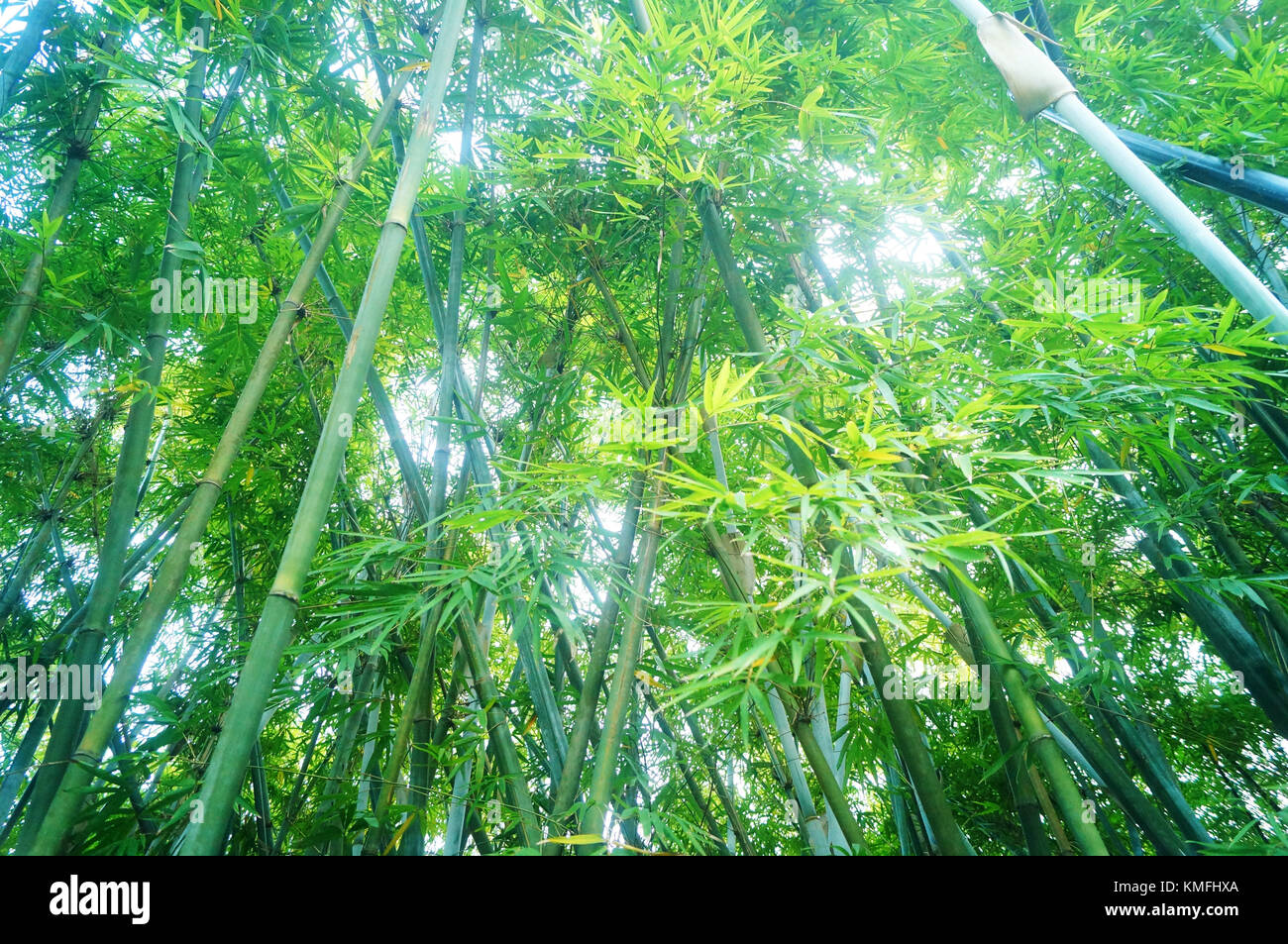 Beautiful bamboo forest landscape Stock Photo - Alamy