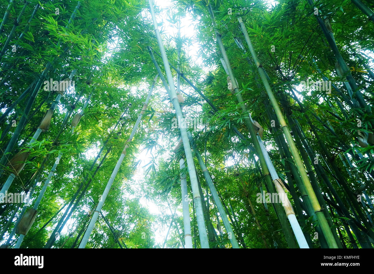 Beautiful bamboo forest landscape Stock Photo - Alamy