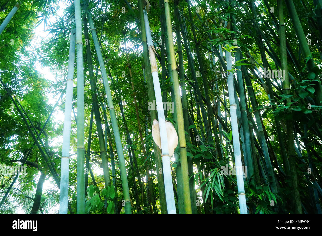 Beautiful bamboo forest landscape Stock Photo - Alamy