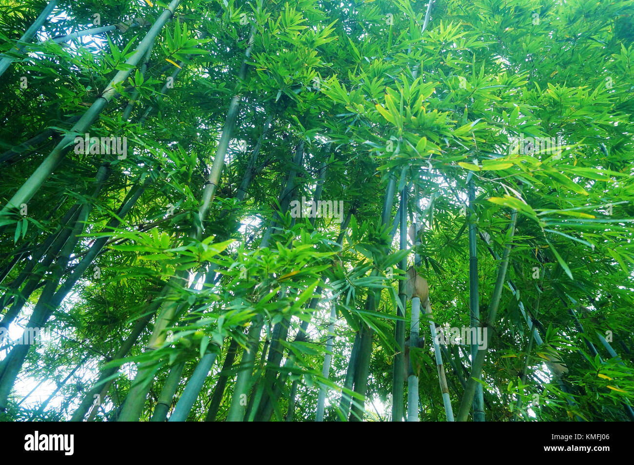Beautiful bamboo forest landscape Stock Photo - Alamy