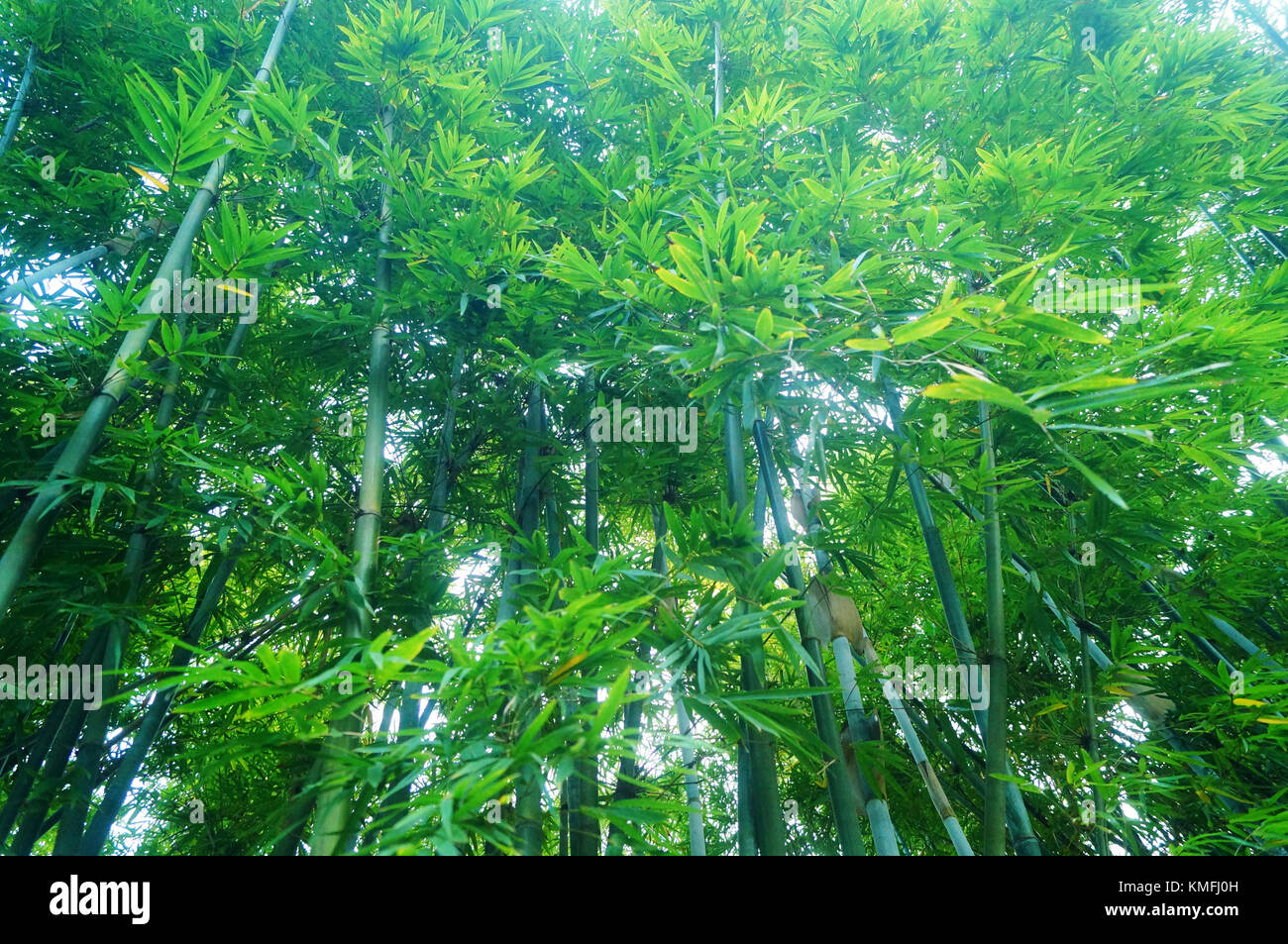Beautiful bamboo forest landscape Stock Photo - Alamy