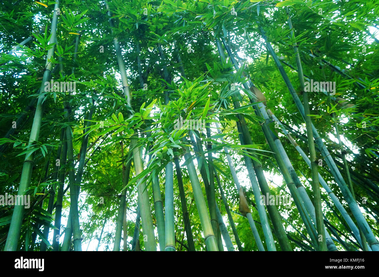 Beautiful bamboo forest landscape Stock Photo - Alamy