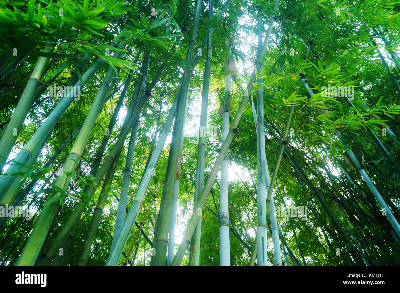 Beautiful bamboo forest landscape Stock Photo - Alamy