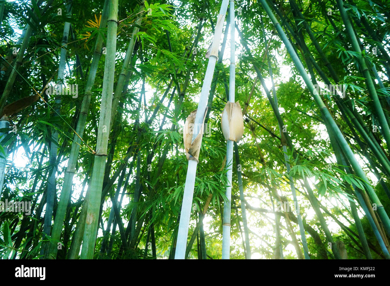 Beautiful bamboo forest landscape Stock Photo - Alamy