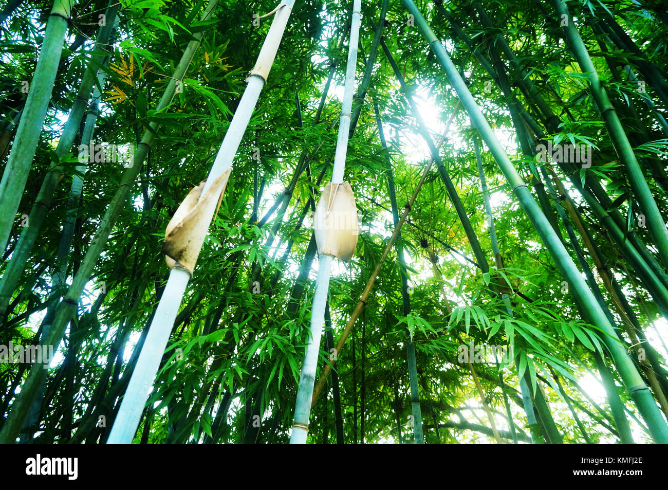 Beautiful bamboo forest landscape Stock Photo - Alamy