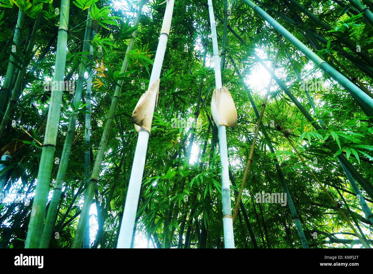 Beautiful bamboo forest landscape Stock Photo - Alamy