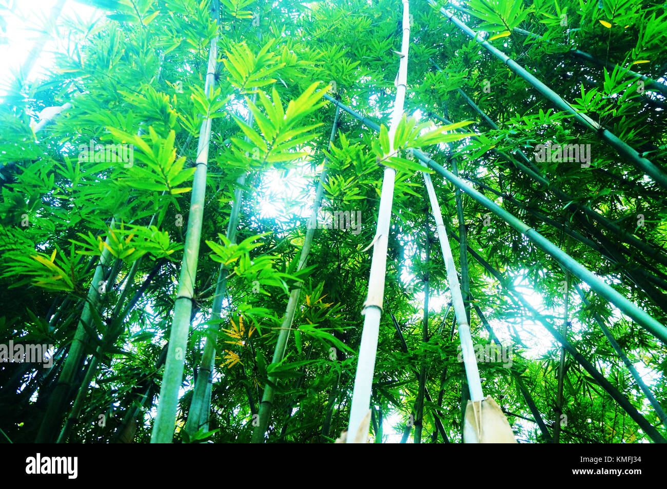Beautiful bamboo forest landscape Stock Photo - Alamy