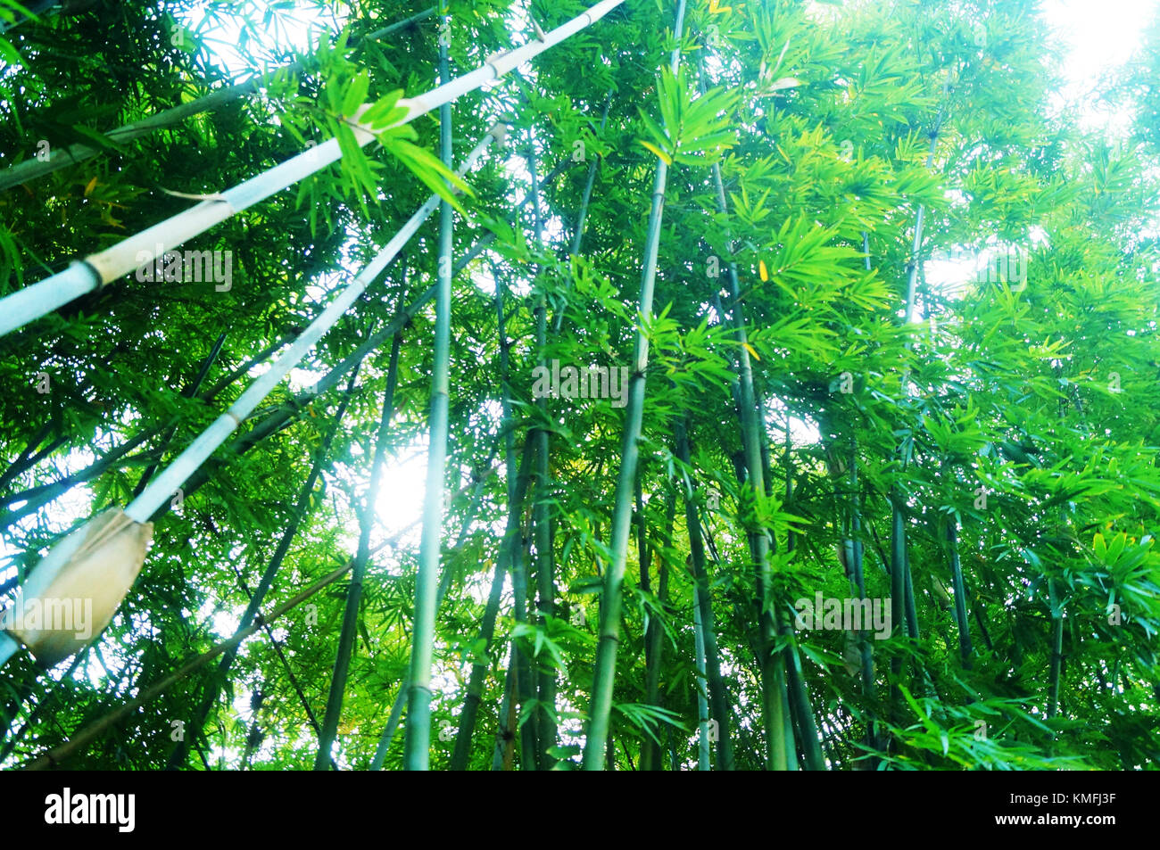Beautiful bamboo forest landscape Stock Photo - Alamy