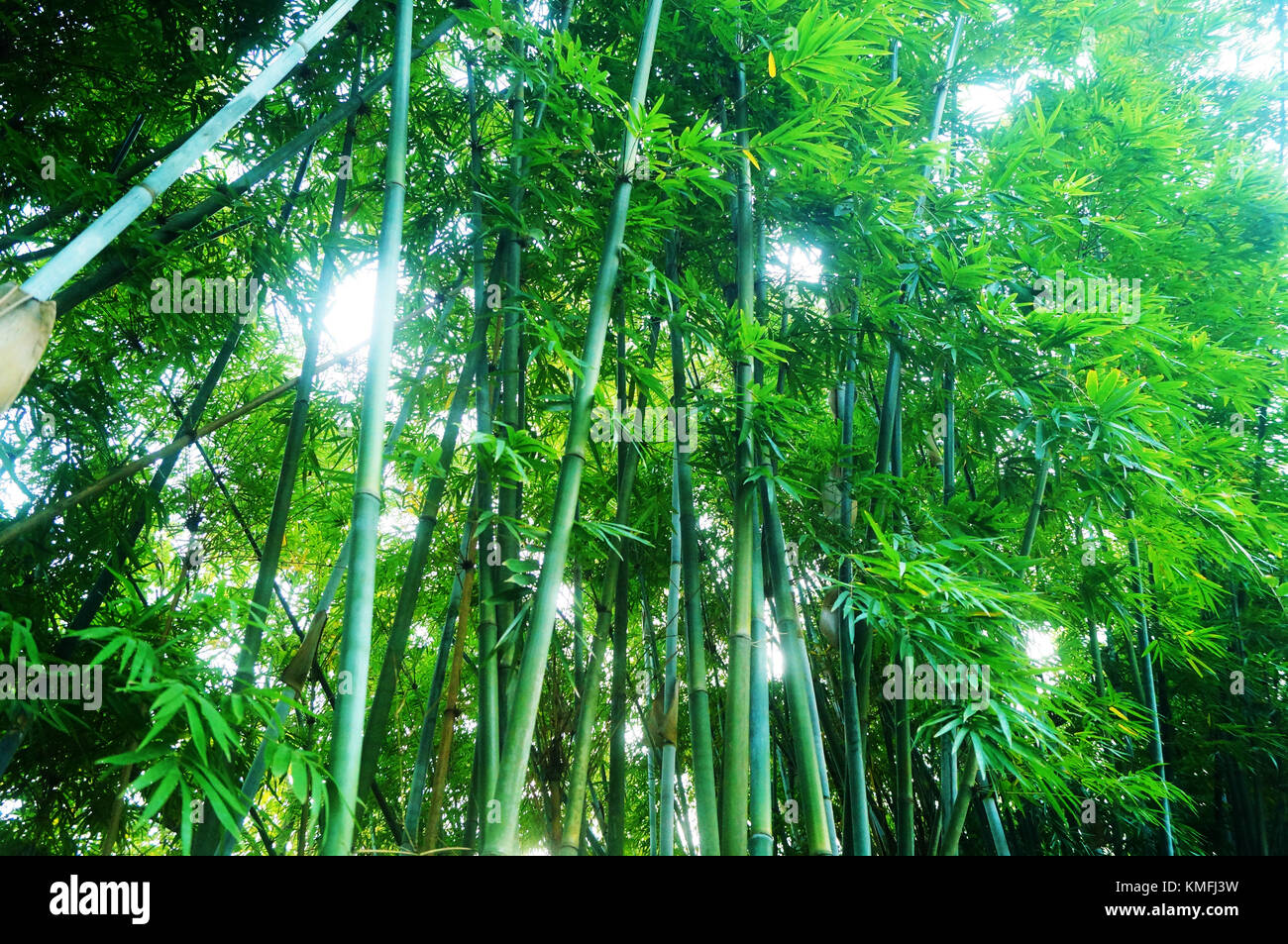 Beautiful bamboo forest landscape Stock Photo - Alamy