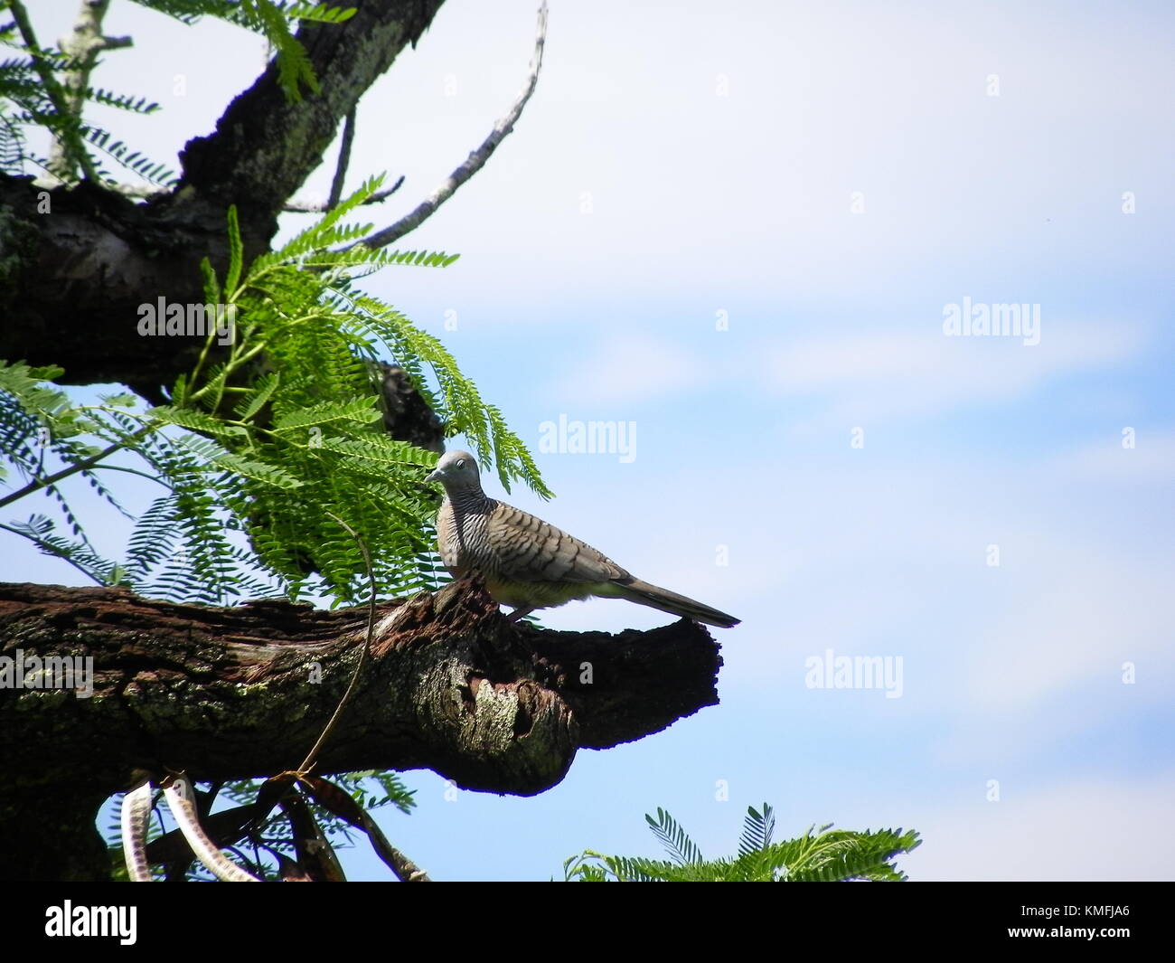 Ranskan polynesia hi-res stock photography and images - Alamy