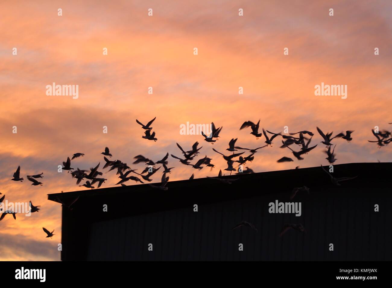 Flying birds hi-res stock photography and images - Alamy