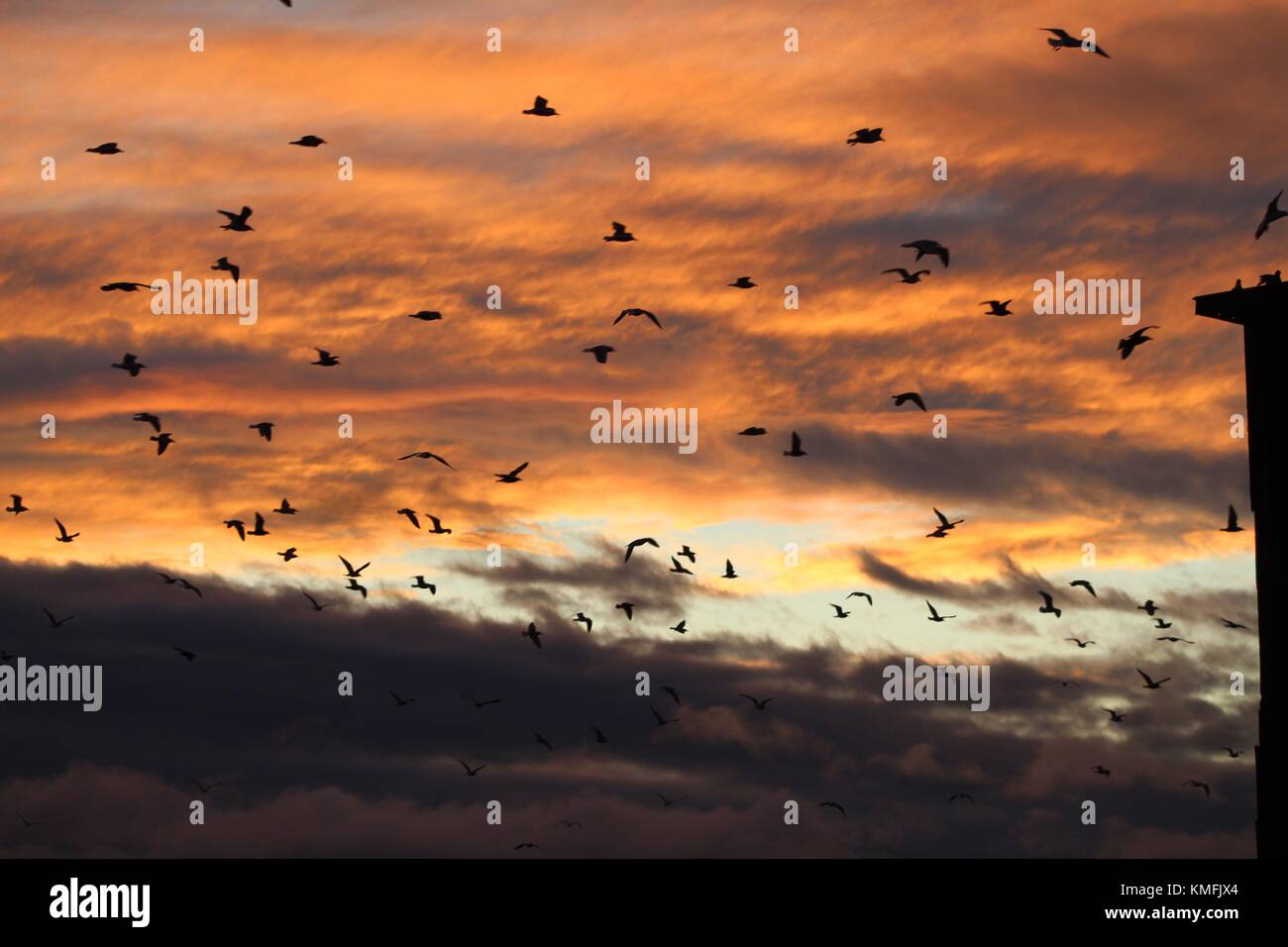 Birds flying into sunset hi-res stock photography and images - Alamy
