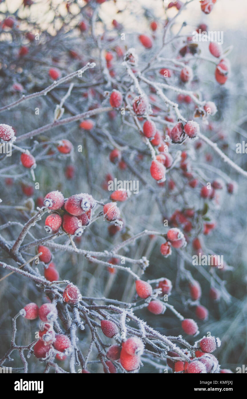Vintage light. Red Rose hips Stock Photo - Alamy