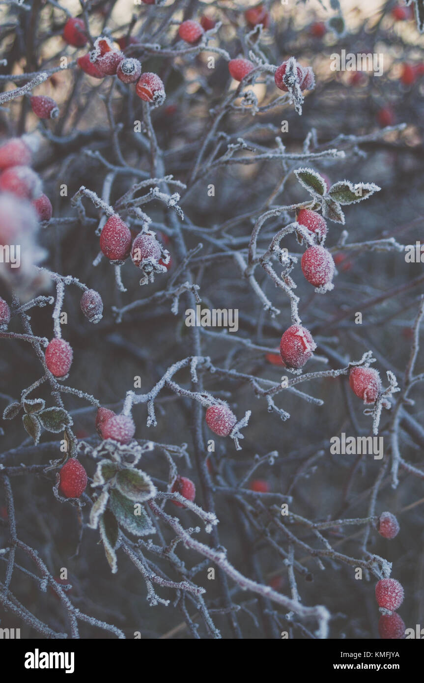 Rose hips eglantine hi-res stock photography and images - Alamy