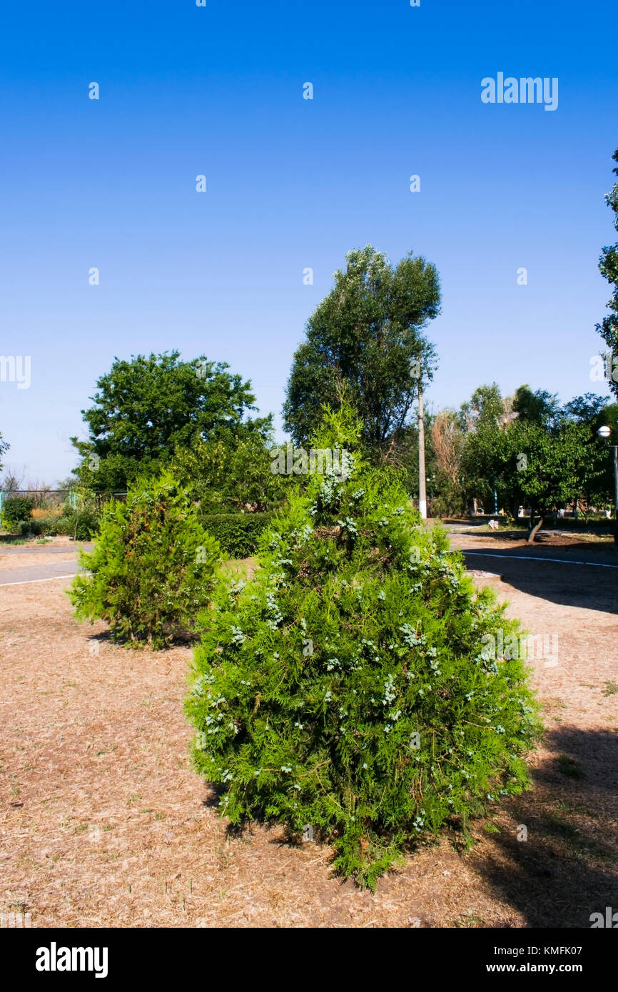 Thuya next to other trees with a beautiful sky Stock Photo - Alamy