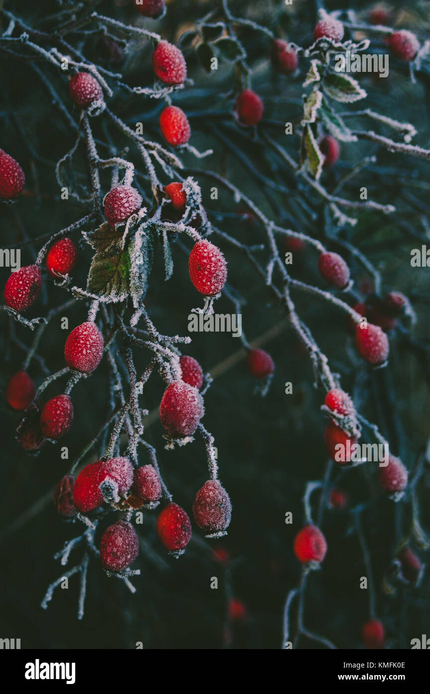 Forest fairy tales. Bright Sweetbrier rose hips Stock Photo - Alamy
